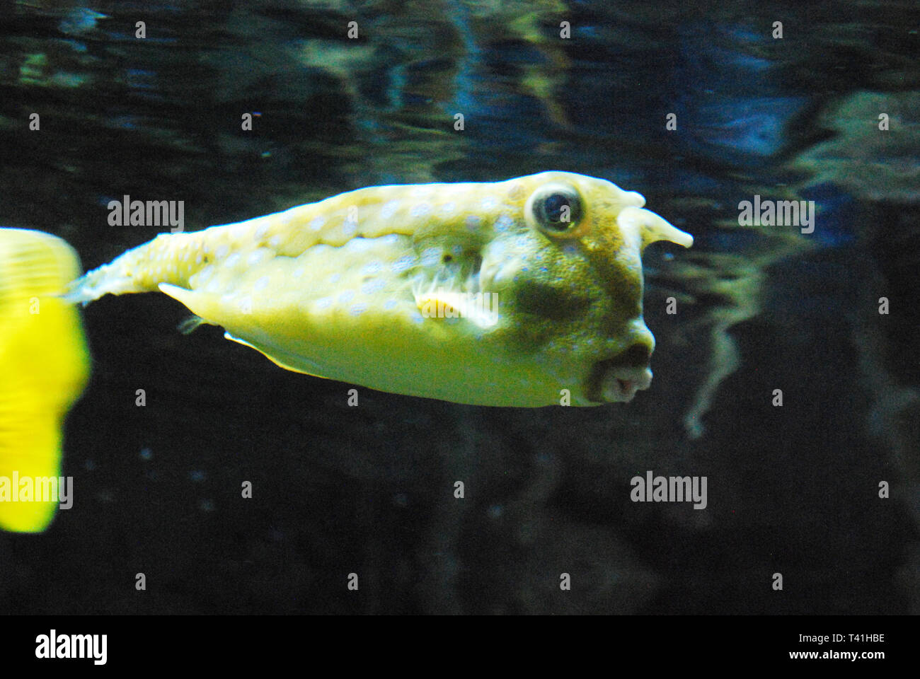 Amazing longhorn cowfish swimming under the water Stock Photo - Alamy
