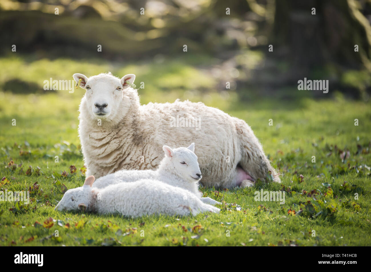 lambs and sheep together on a field Stock Photo - Alamy