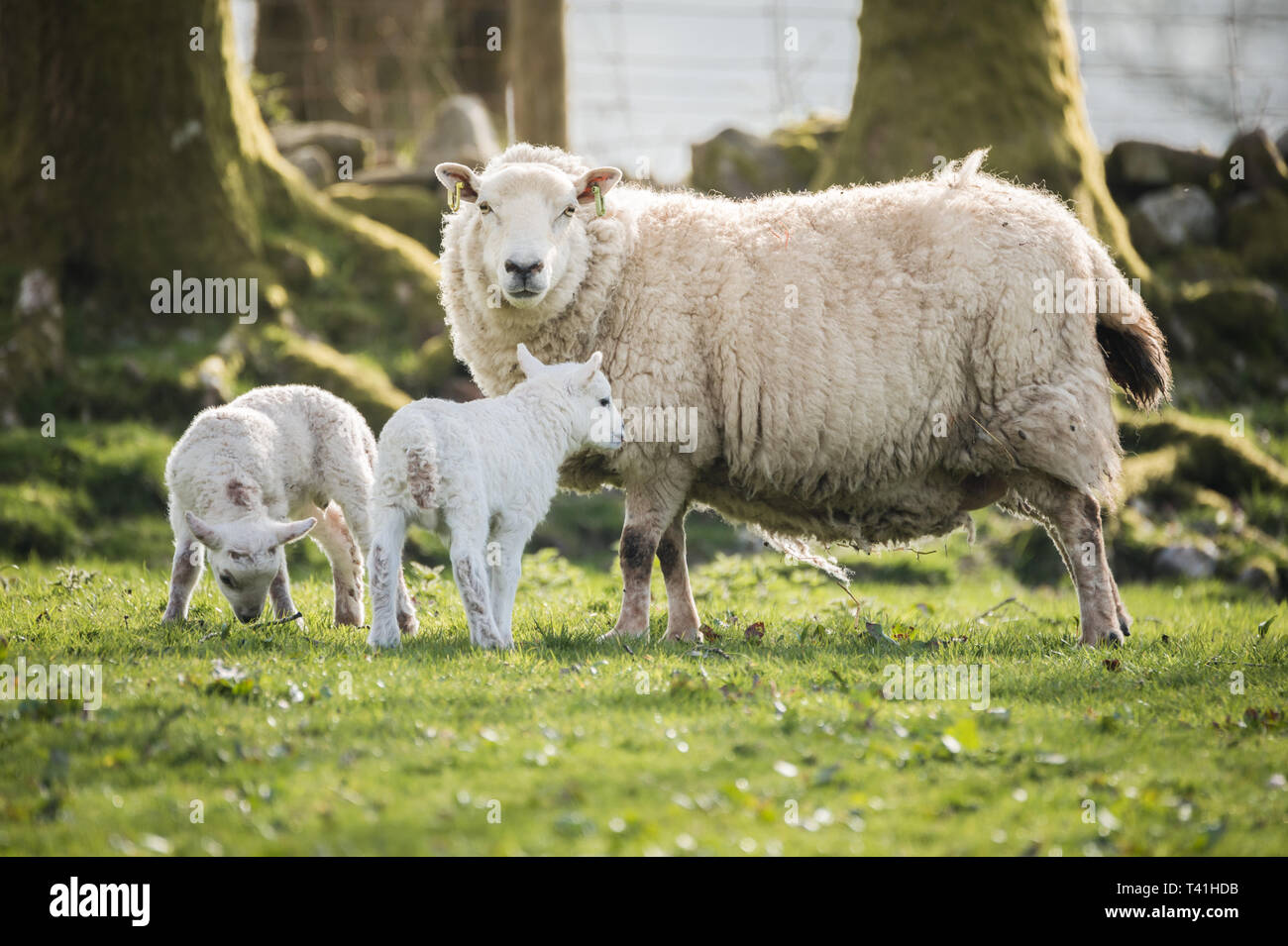 Sheep and lamb together hi-res stock photography and images - Alamy