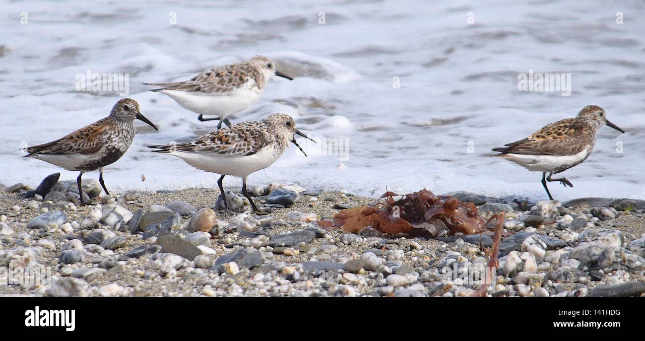 Dunlin & Sanderling 170516 Stock Photo - Alamy