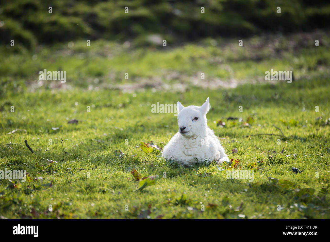 Lamb alone hi-res stock photography and images - Alamy