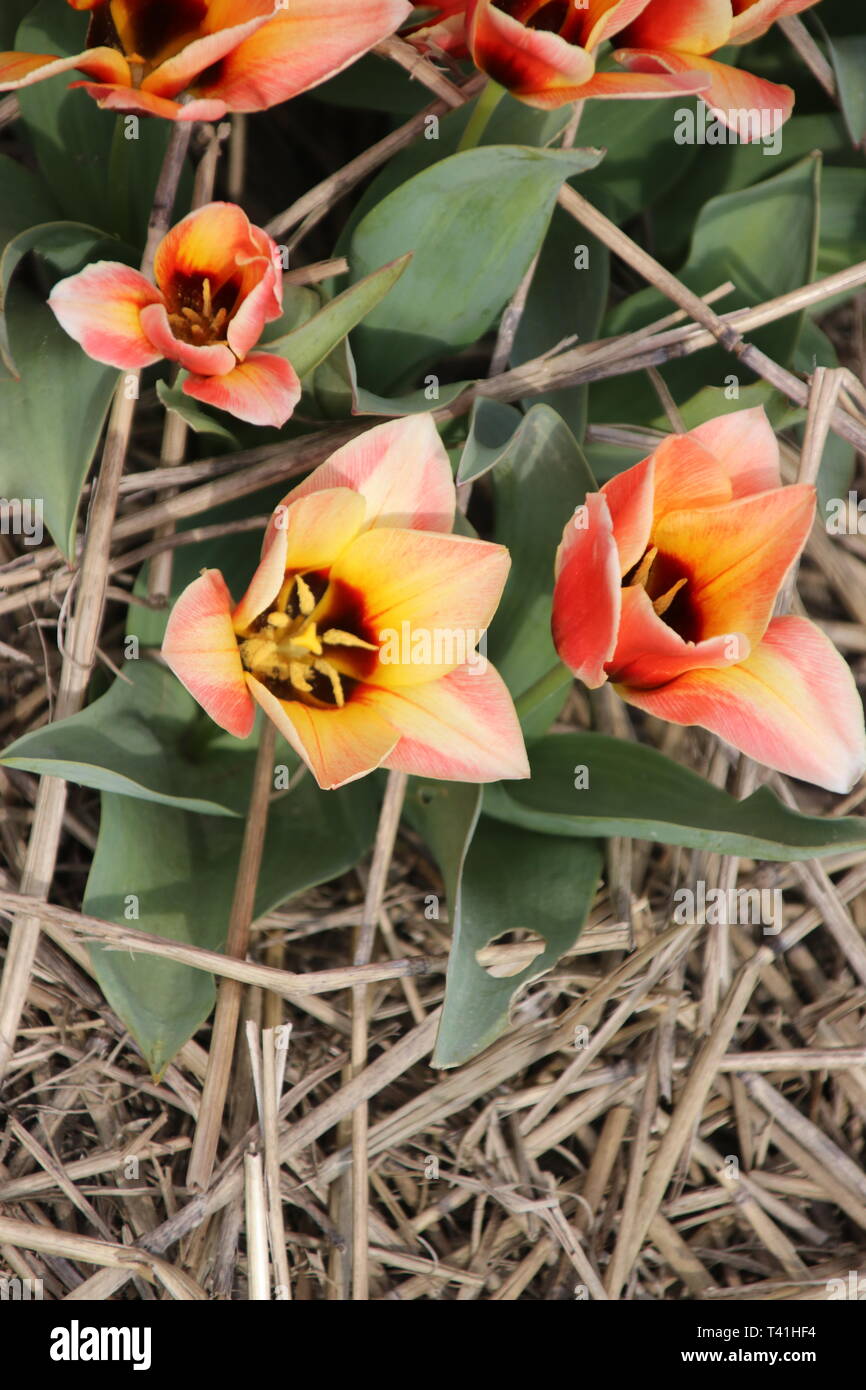 Red and yellow tulips in rows on flower bulb field in Noordwijkerhout ...