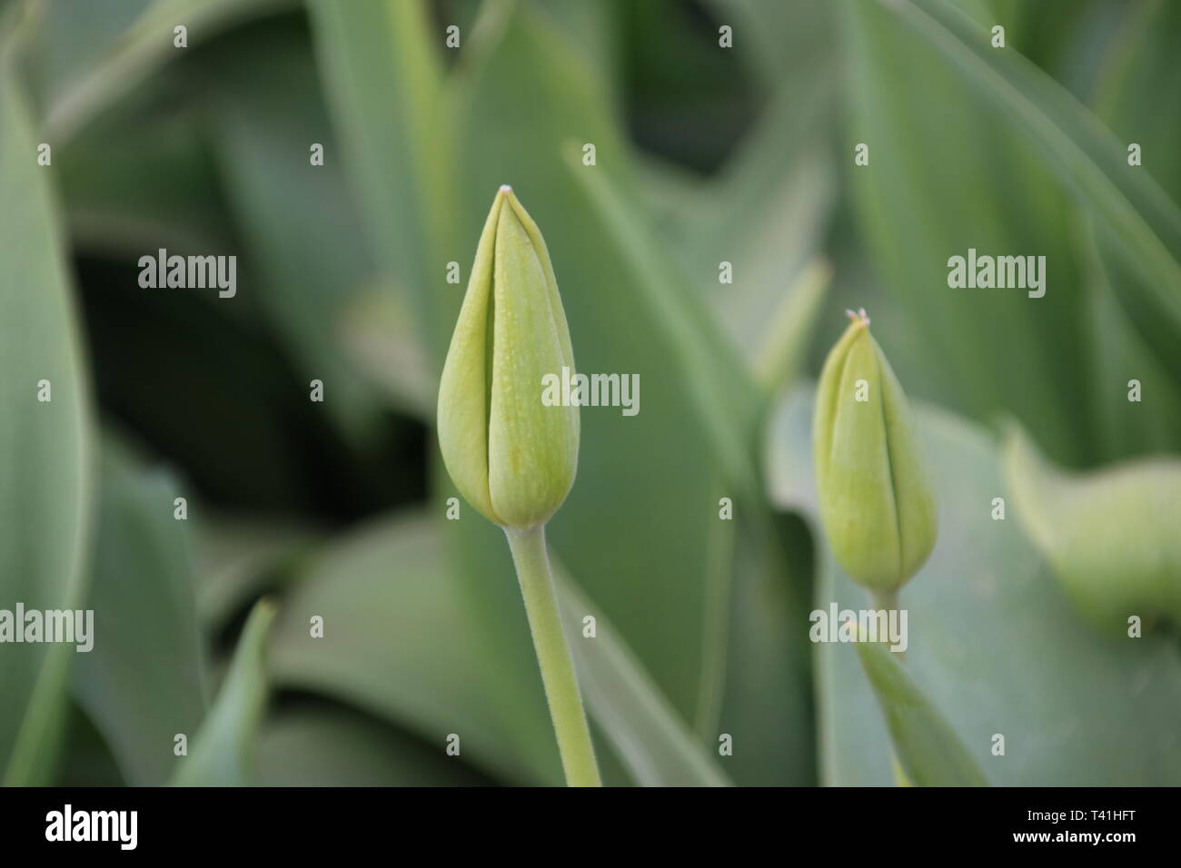 Green tulips without flower head in rows on flower bulb field in ...