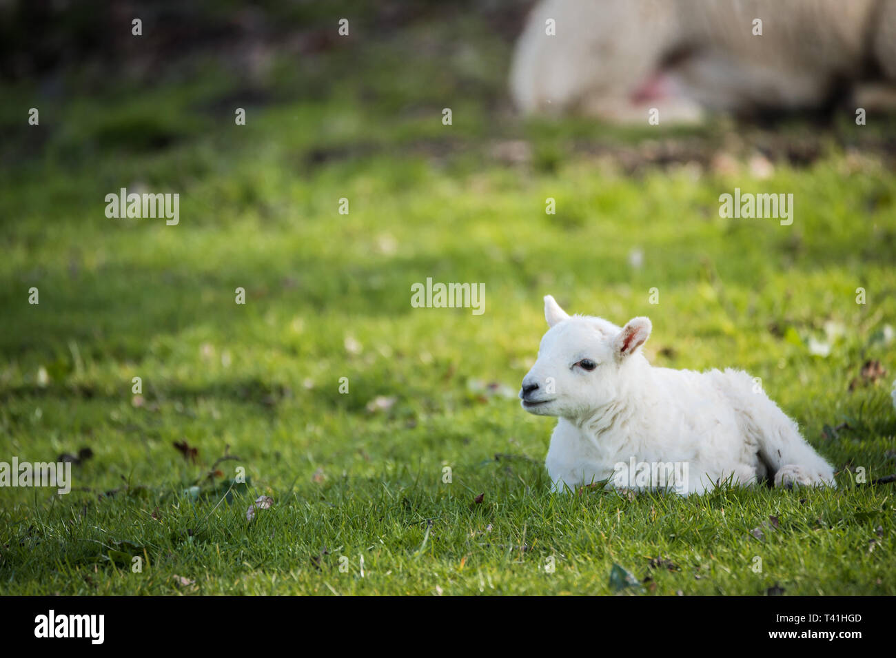 Lamb, alone, on a field with sun Stock Photo - Alamy