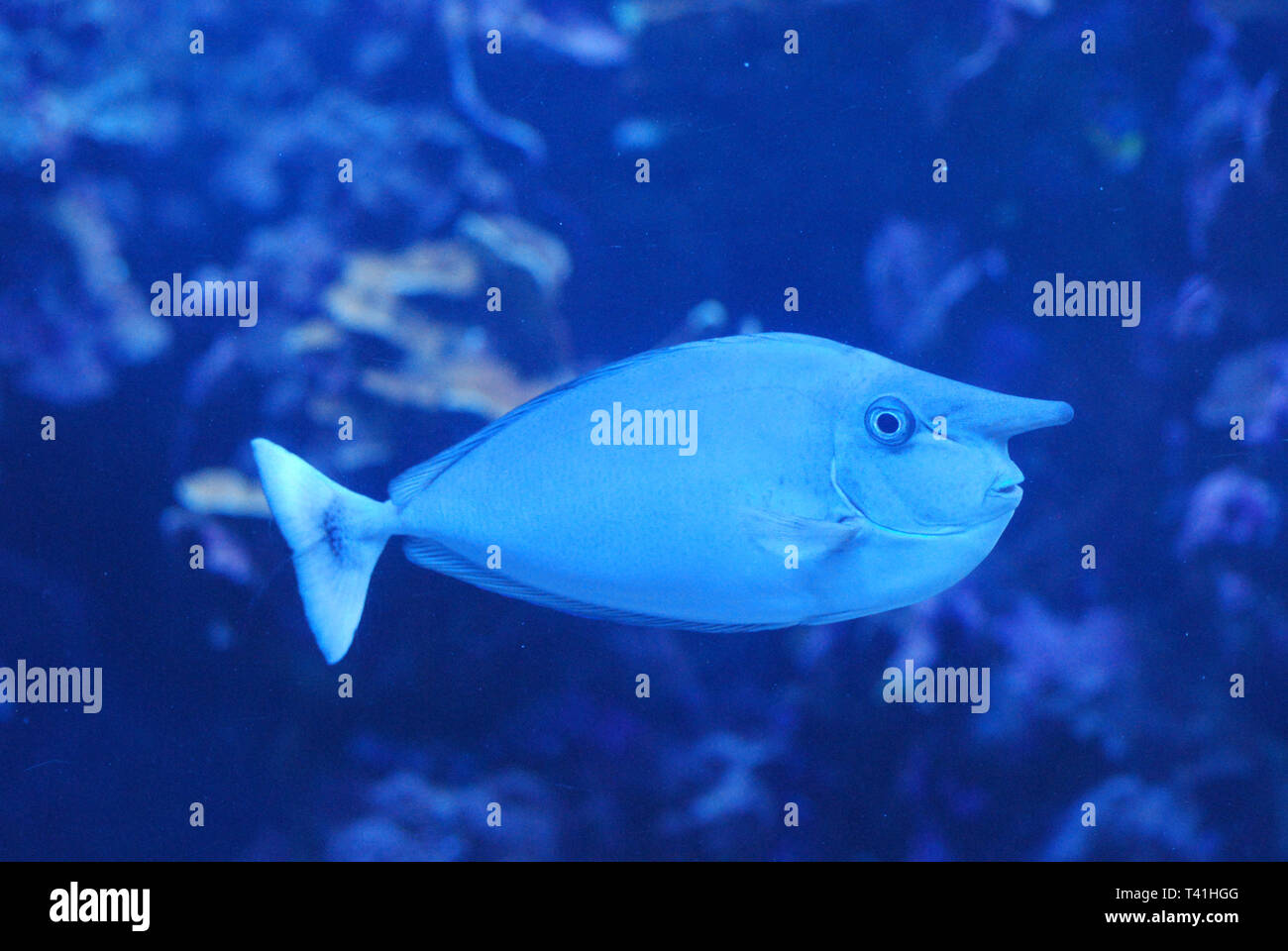 Amazing capture of a unicorn fish swimming under the water Stock Photo ...
