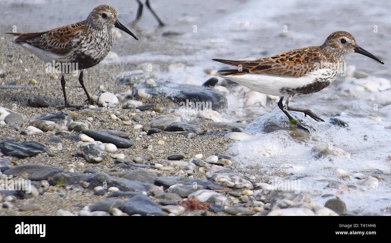 Sanderling short straight black bill hi-res stock photography and ...