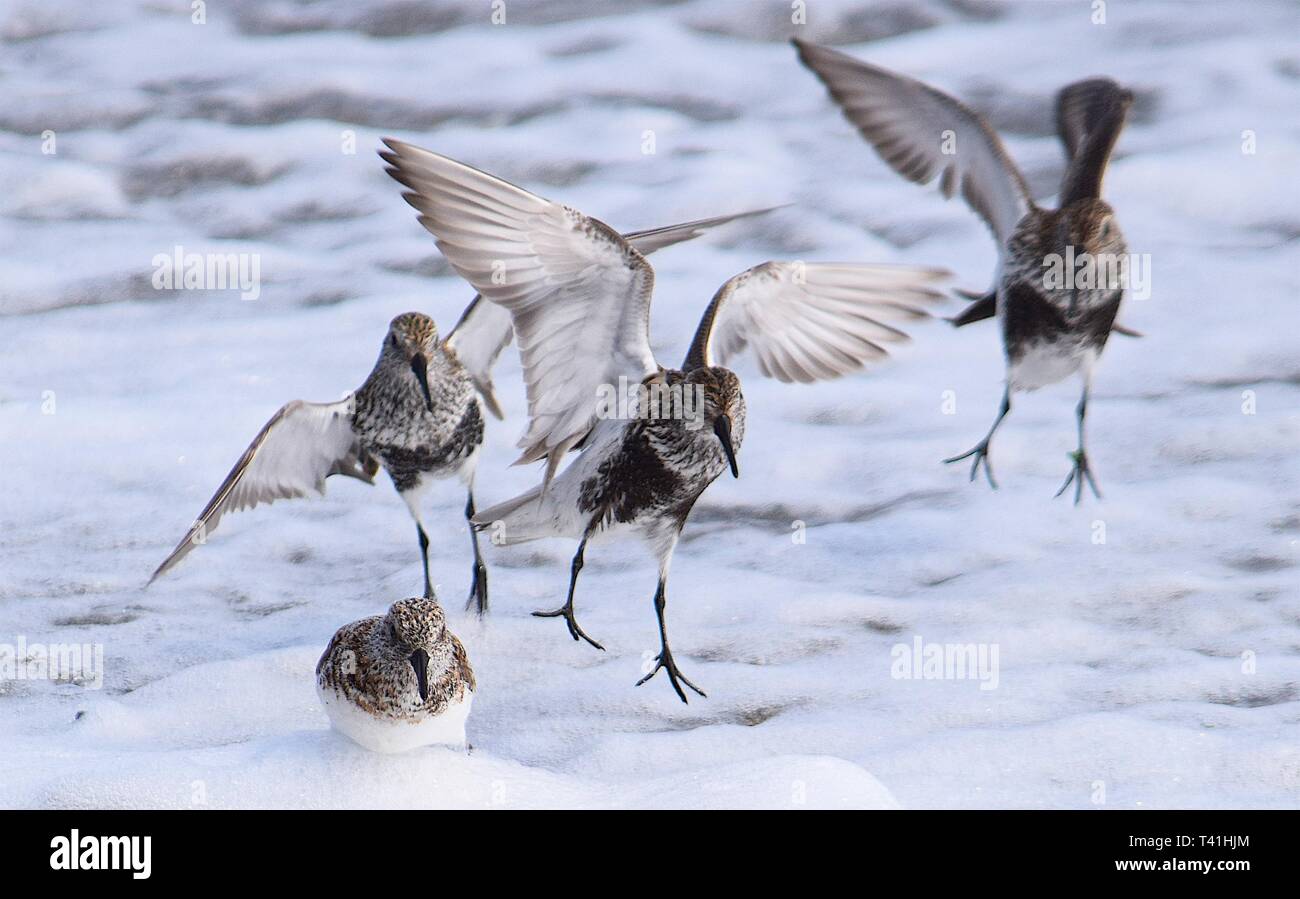 Dunlin slightly down curved bill hi-res stock photography and images ...