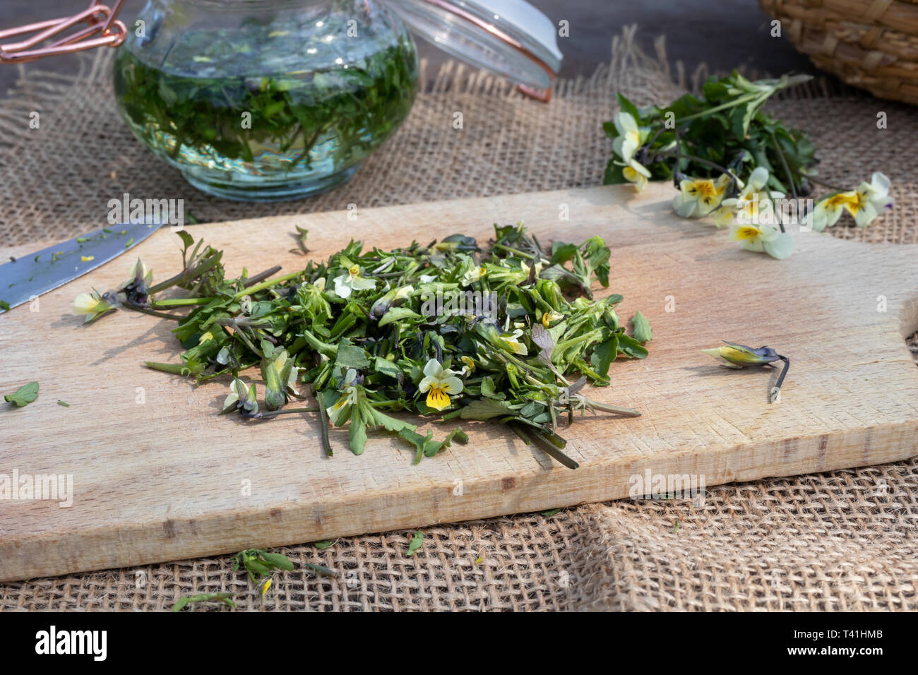Cutting up fresh Viola arvensis flowers to prepare herbal tincture ...