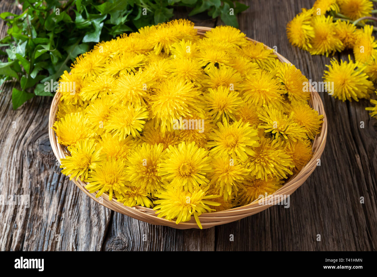 Fresh dandelion flowers in a basket on a table Stock Photo - Alamy