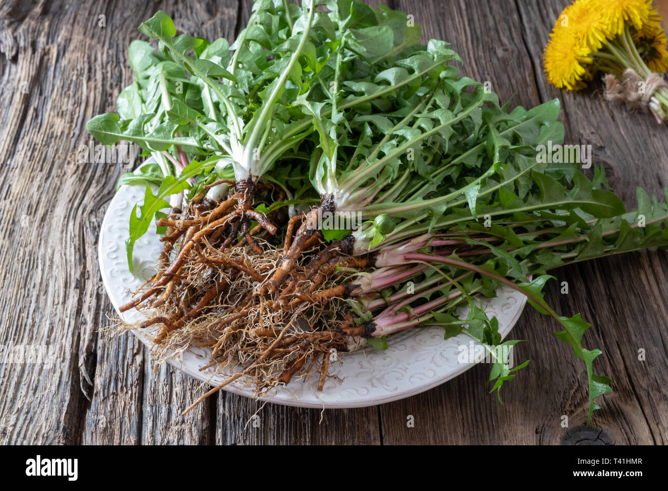 Whole dandelion plants with roots on a table Stock Photo - Alamy