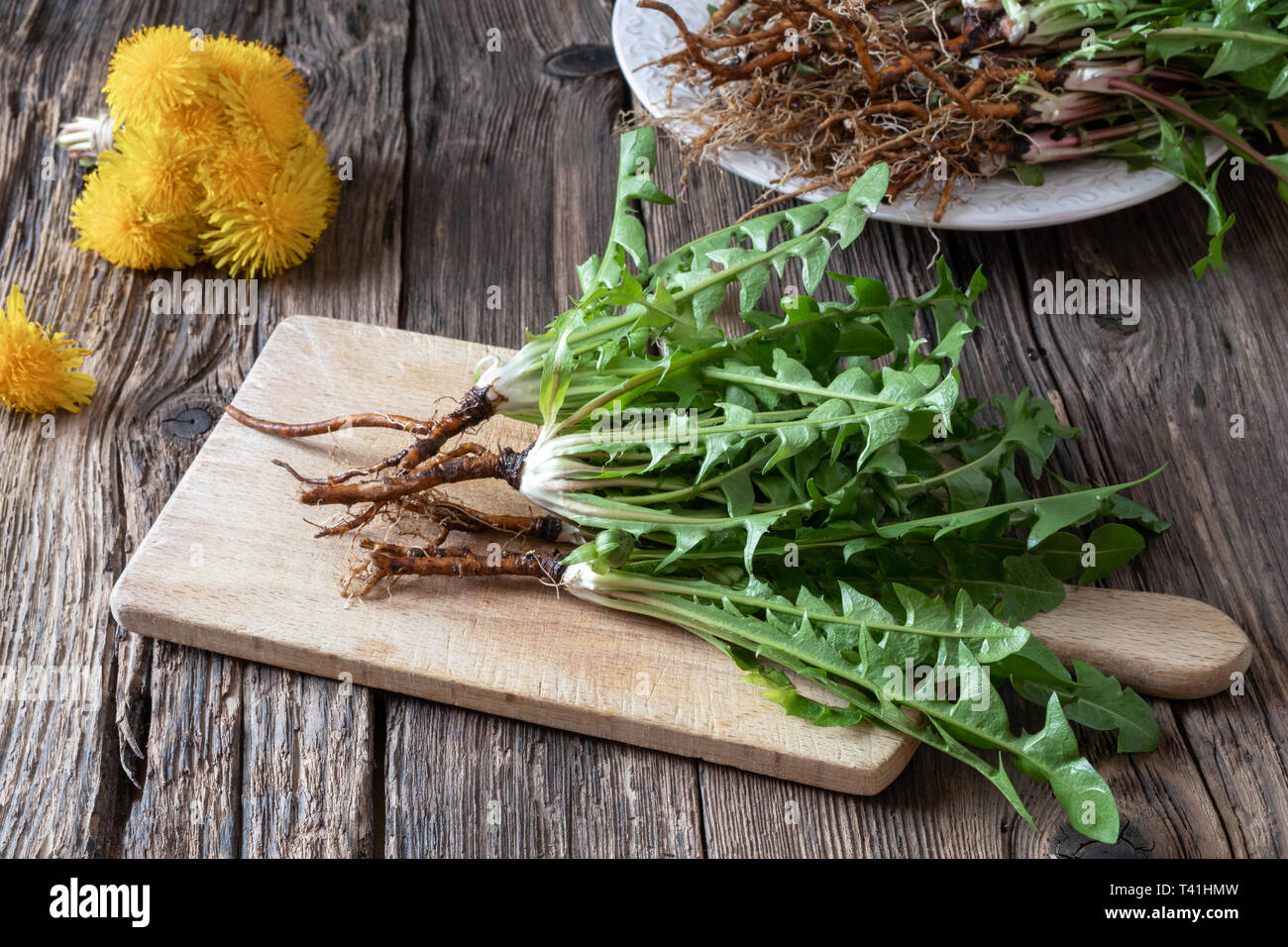 Whole dandelion plants with roots on a cutting board Stock Photo - Alamy