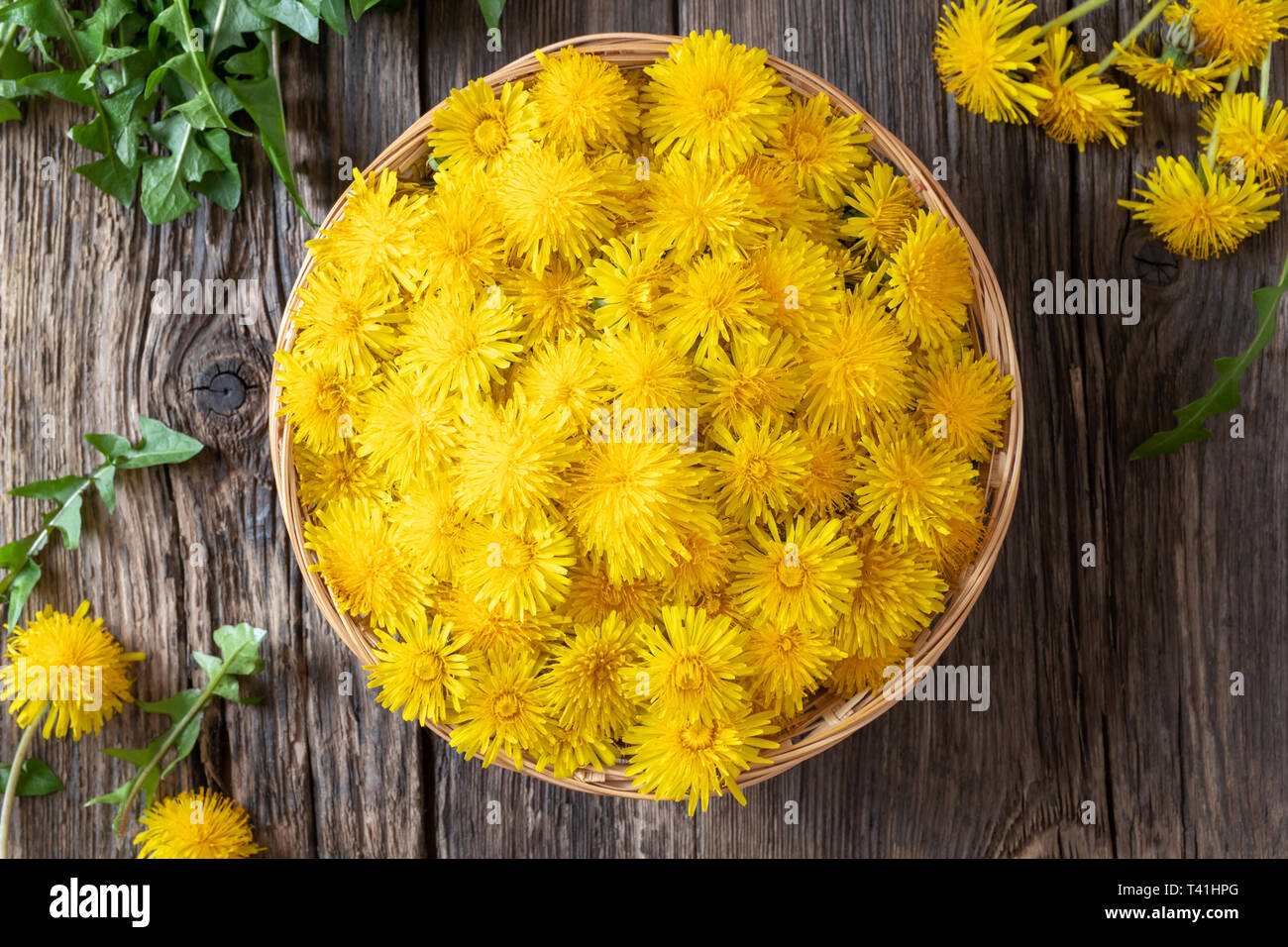 Fresh dandelion flowers in a basket, top view Stock Photo - Alamy