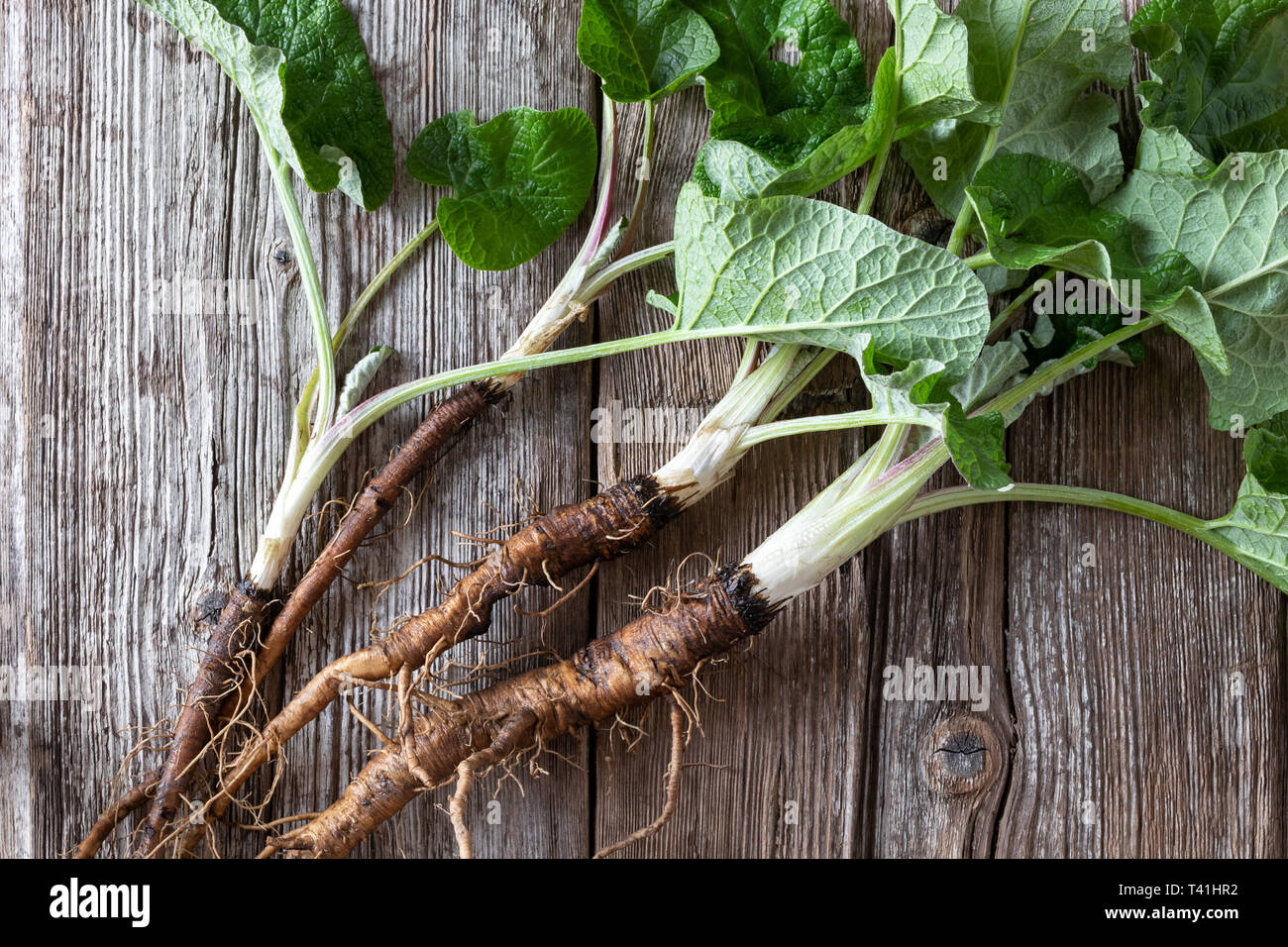 Burdock roots hi-res stock photography and images - Alamy