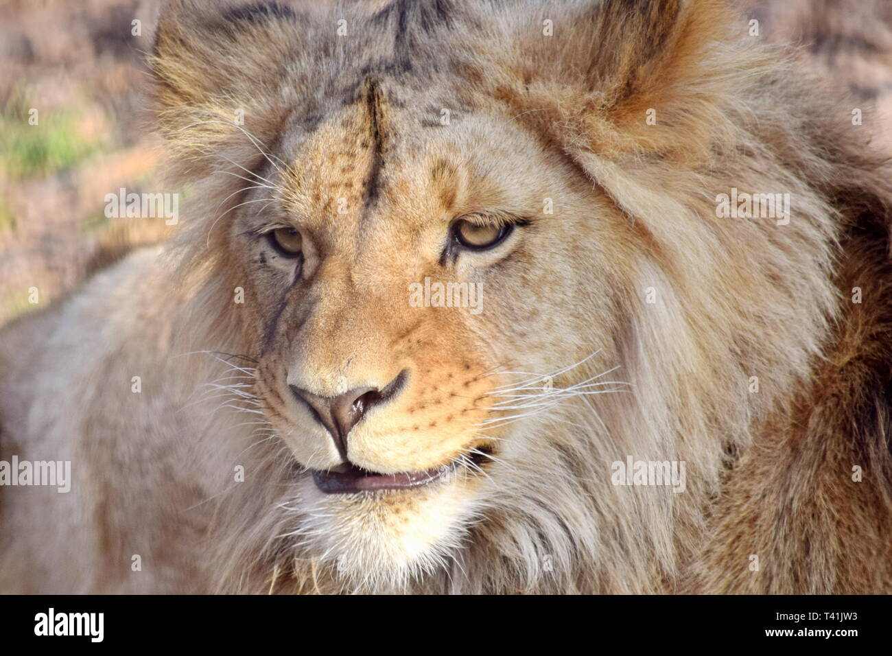 Katanga Lion Panthera Leo Bleyenberghi Head Portrait Stock Photo - Alamy