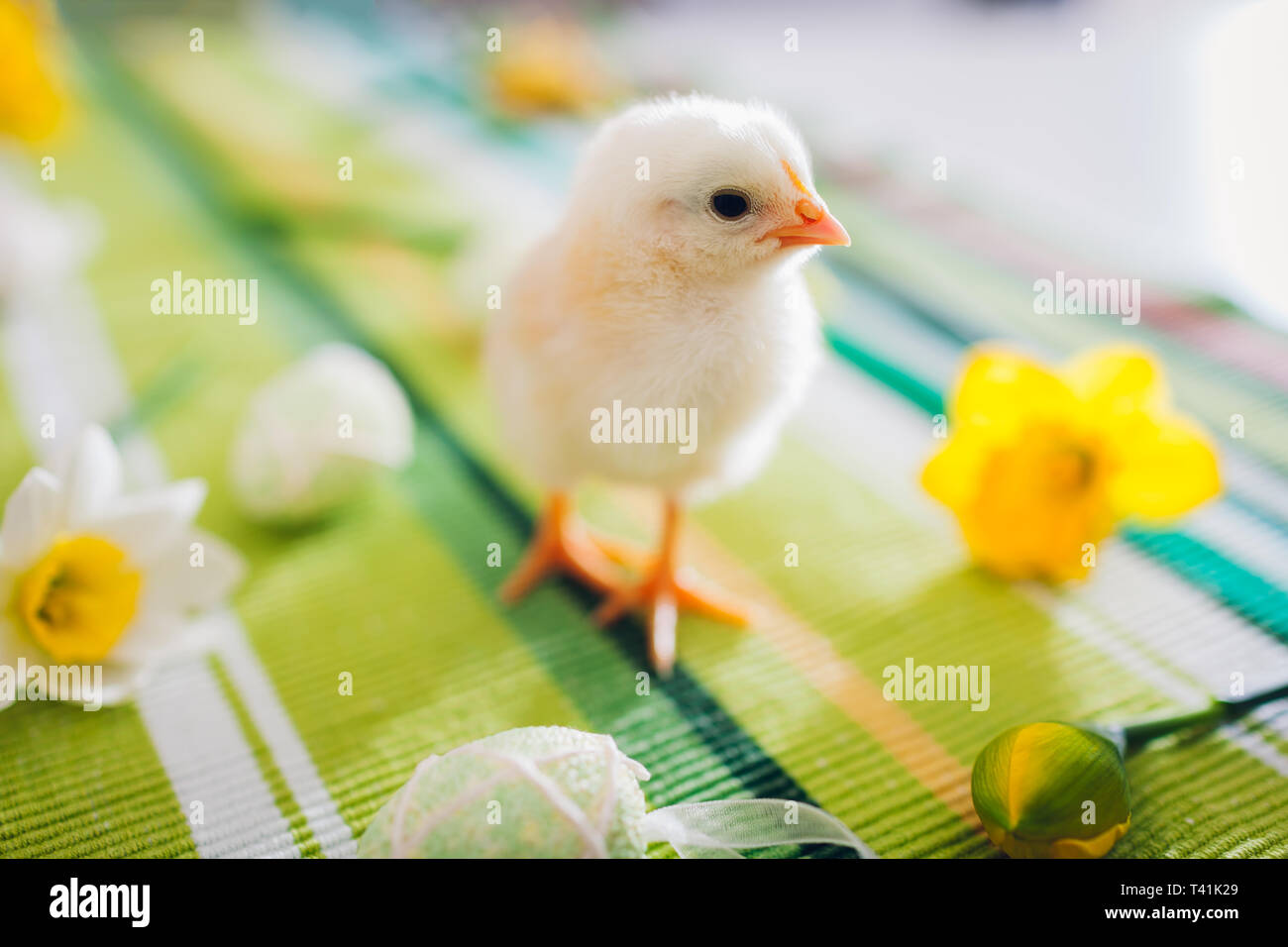 Easter chicken. Little yellow chick walking among spring flowers and ...