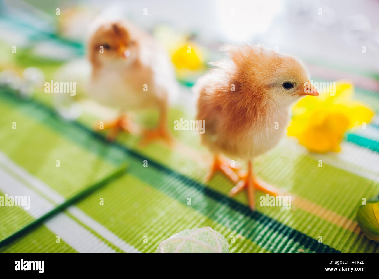 Easter chickens. Little orange chicks walking among spring flowers and ...