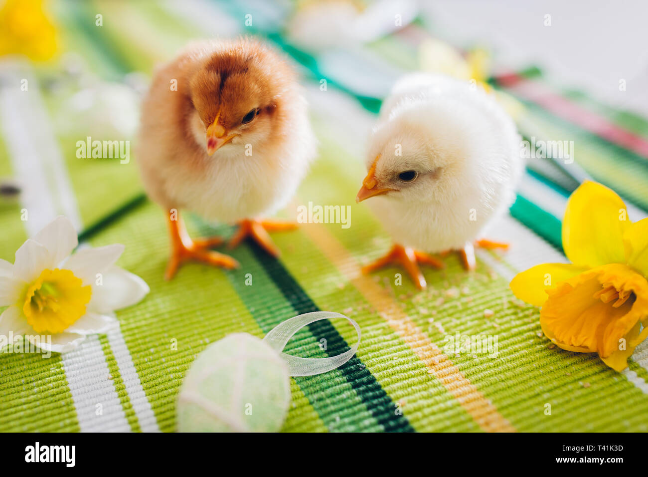 Easter chickens. Couple of little chicks walking among spring flowers ...