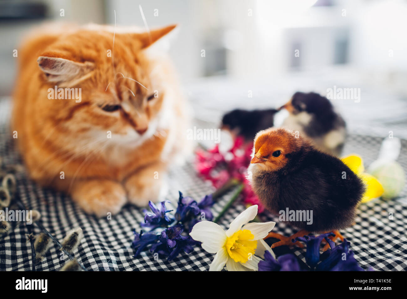 Ginger kitten among flowers hi-res stock photography and images - Alamy