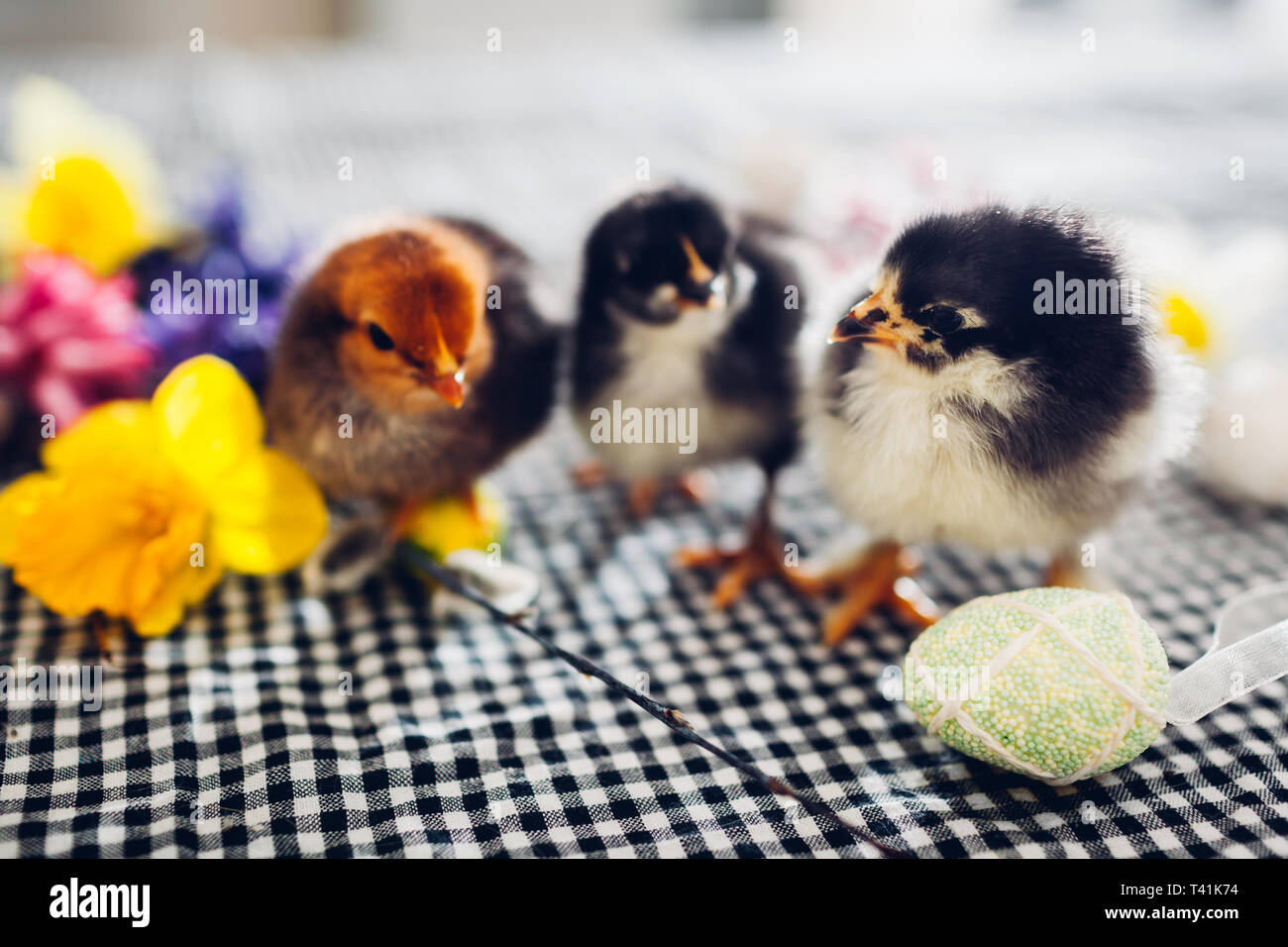 Easter chickens. Little black chicks walking among spring flowers and ...