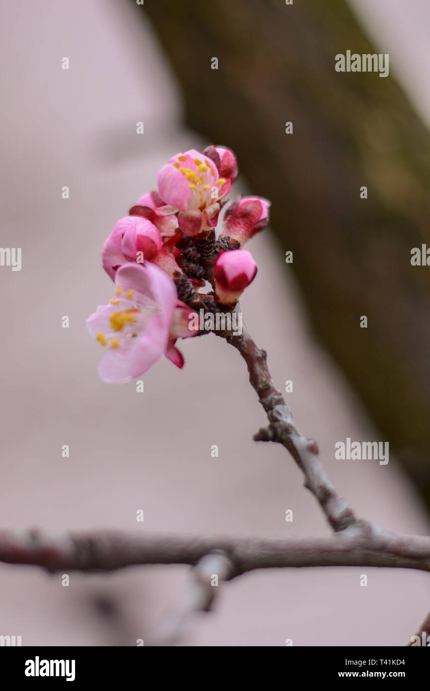 Hardy tree flower hi-res stock photography and images - Alamy