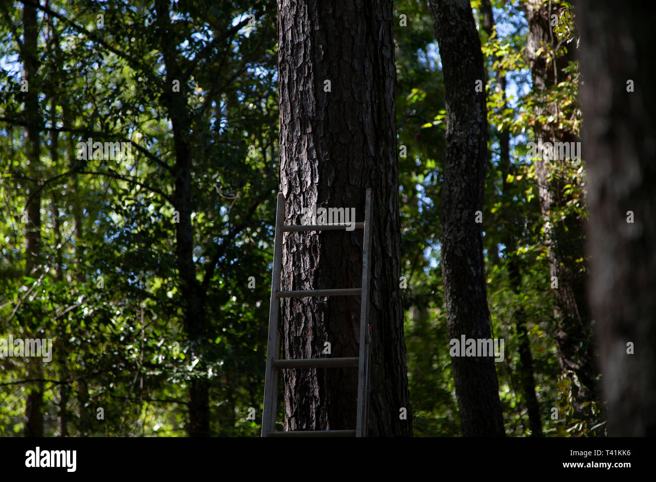 Ladder against a Tall Tree Stock Photo - Alamy