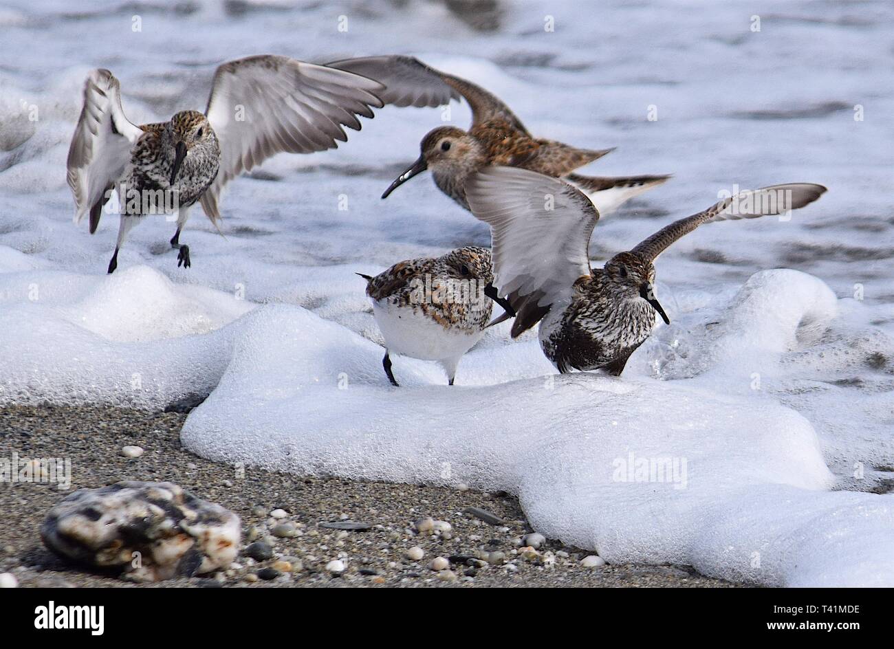 Dunlin slightly down curved bill hi-res stock photography and images ...