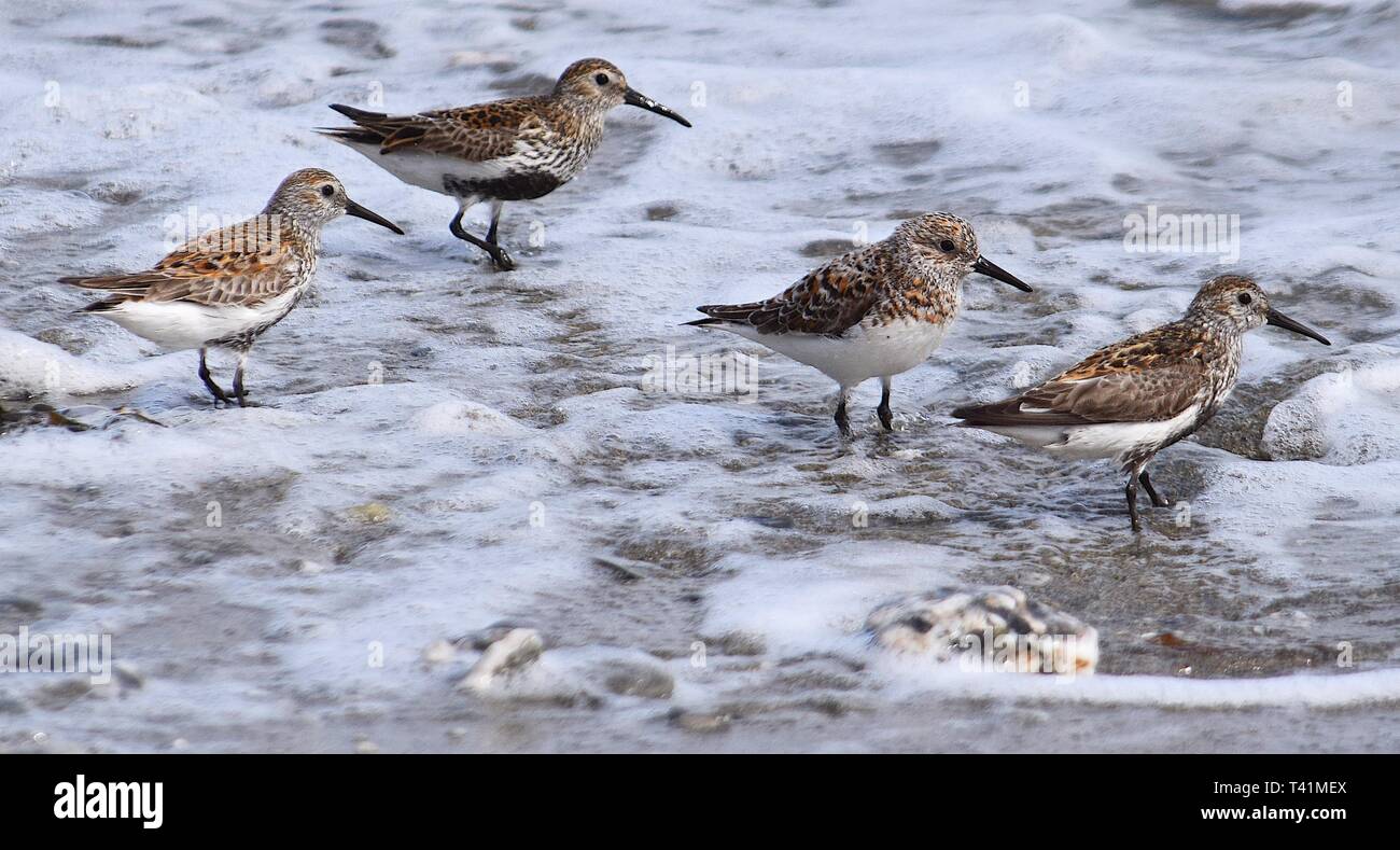 Sanderling short straight black bill hi-res stock photography and ...
