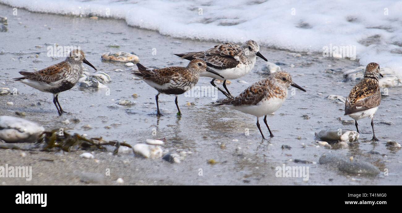 Dunlin slightly down curved bill hi-res stock photography and images ...