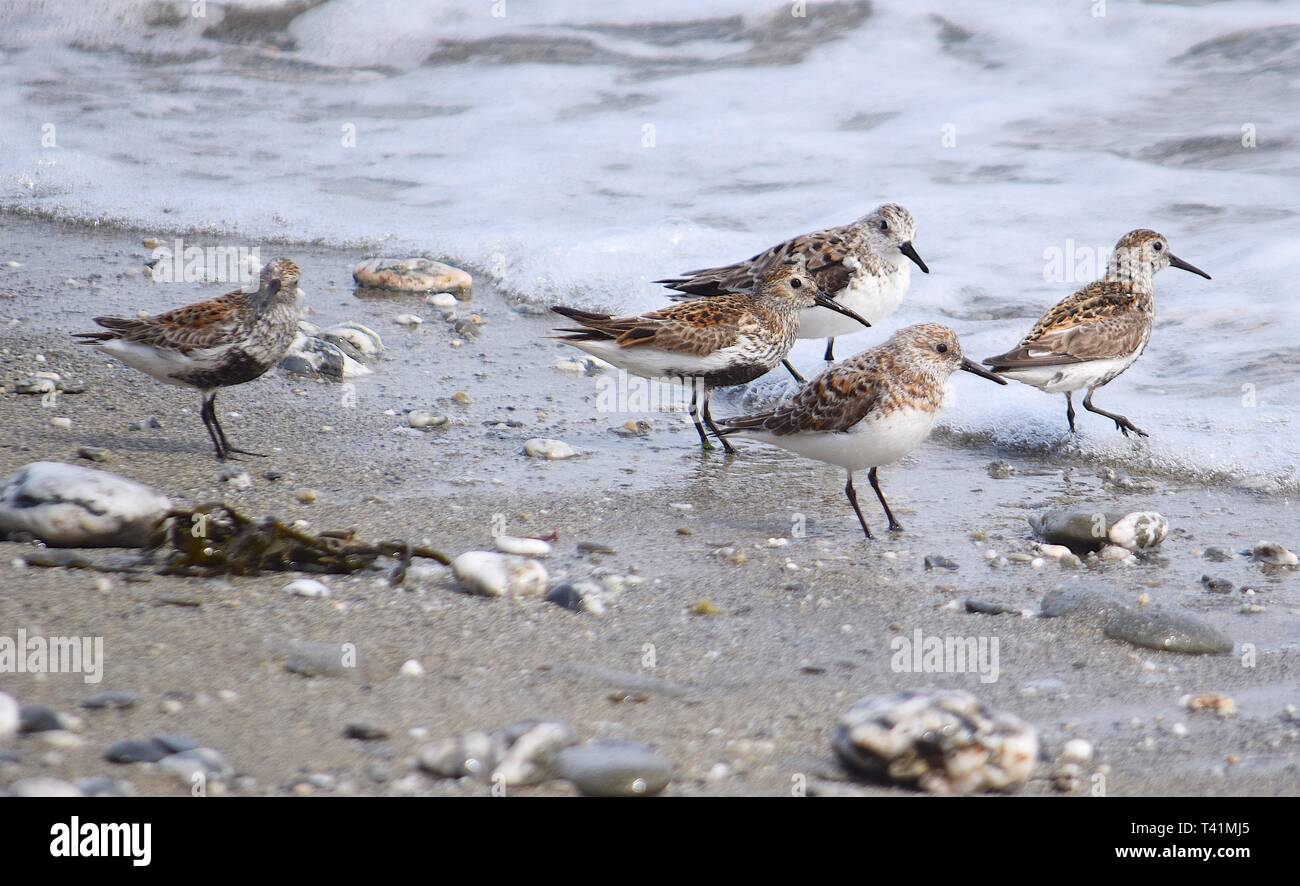 Dunlin & Sanderling 170516 Stock Photo - Alamy