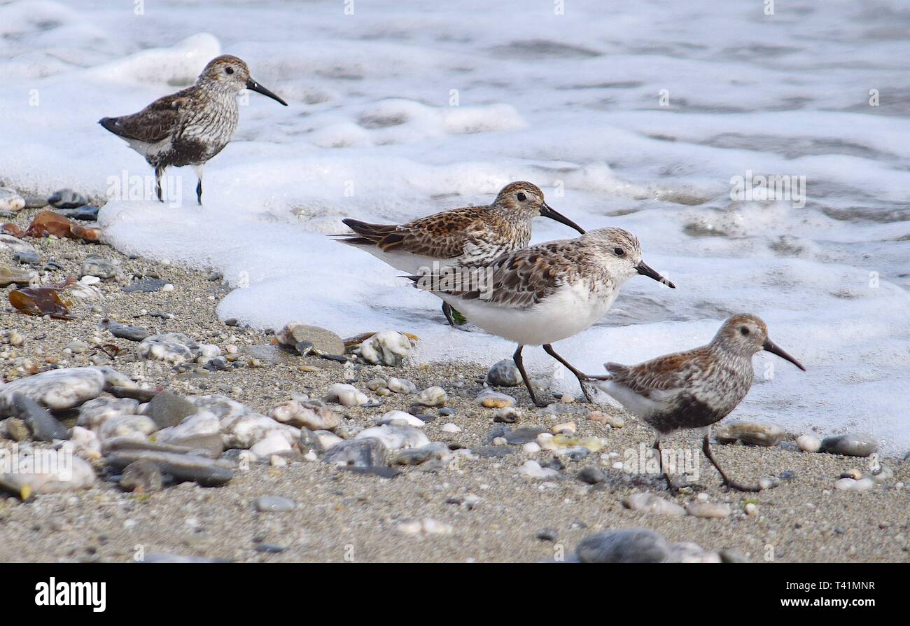Dunlin & Sanderling 170516 Stock Photo - Alamy
