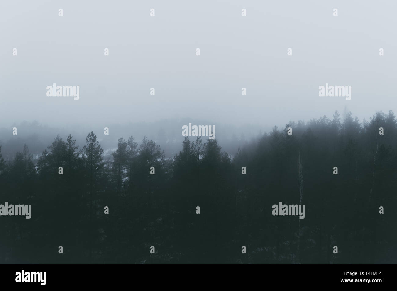 Dark forest shot hi-res stock photography and images - Alamy