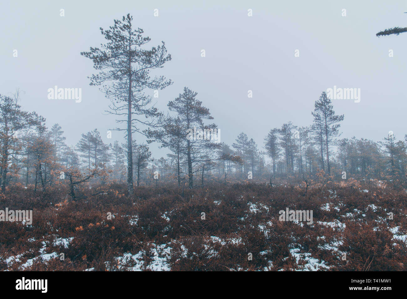 Foggy look over swamp and trees during winter Stock Photo - Alamy