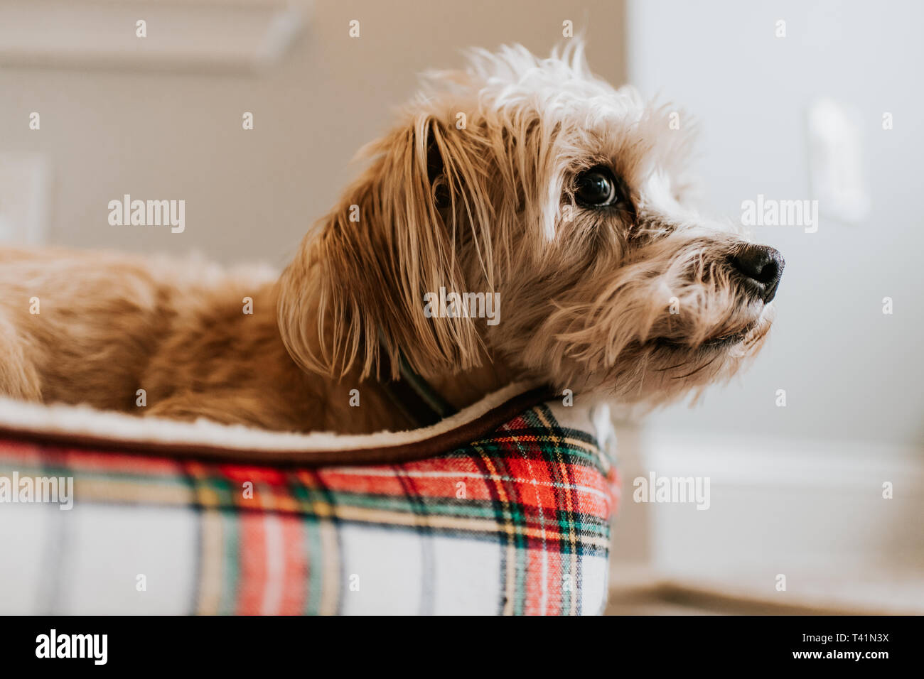 Little dog looking to the right Stock Photo - Alamy