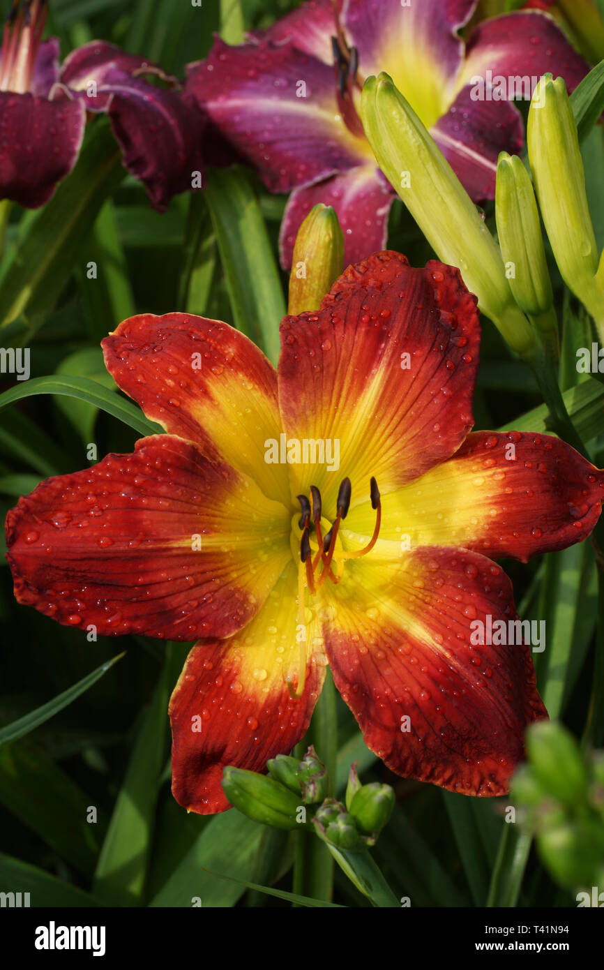 Daylily hemerocallis liliaceae hi-res stock photography and images - Alamy