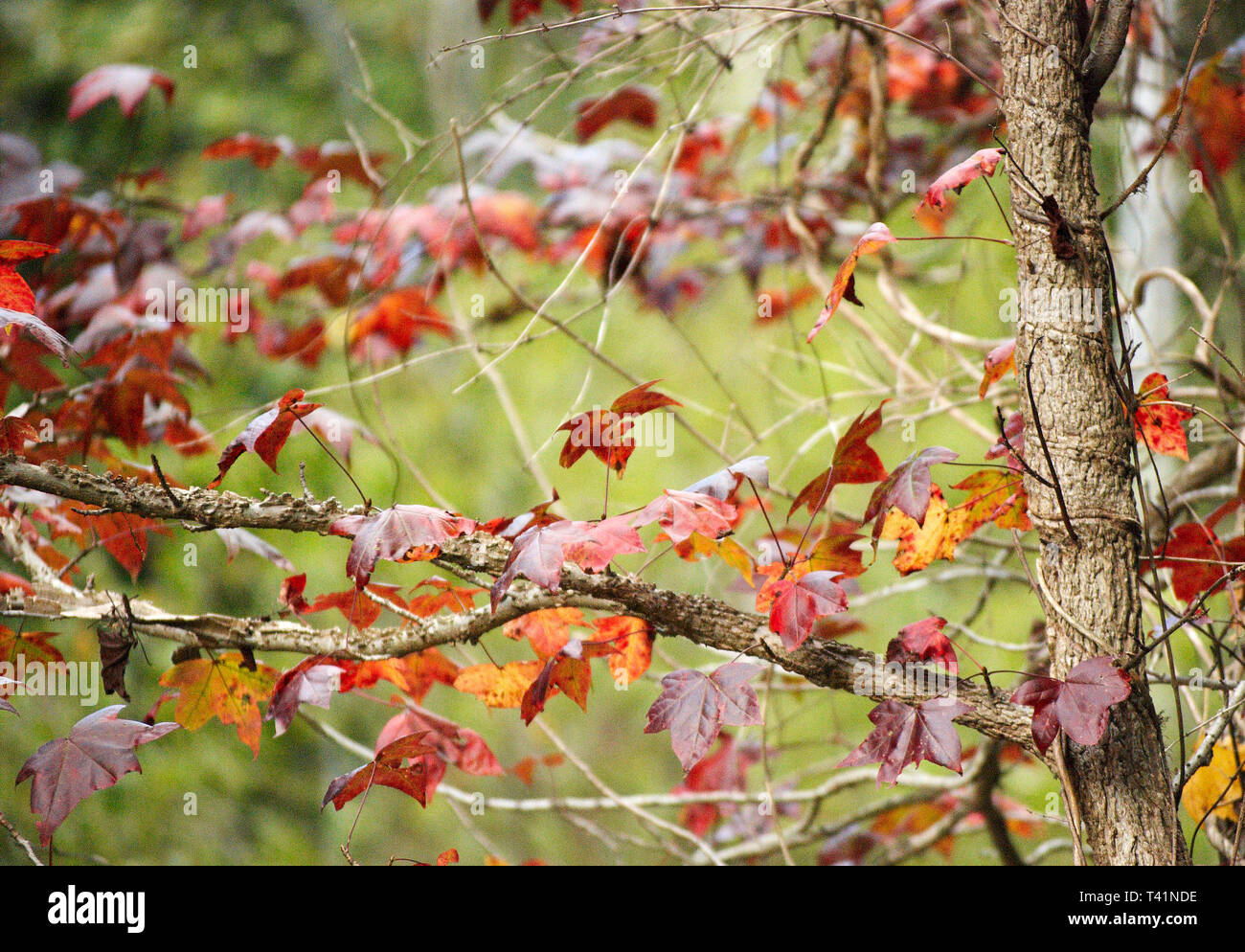 This image shows an autumn view Stock Photo - Alamy