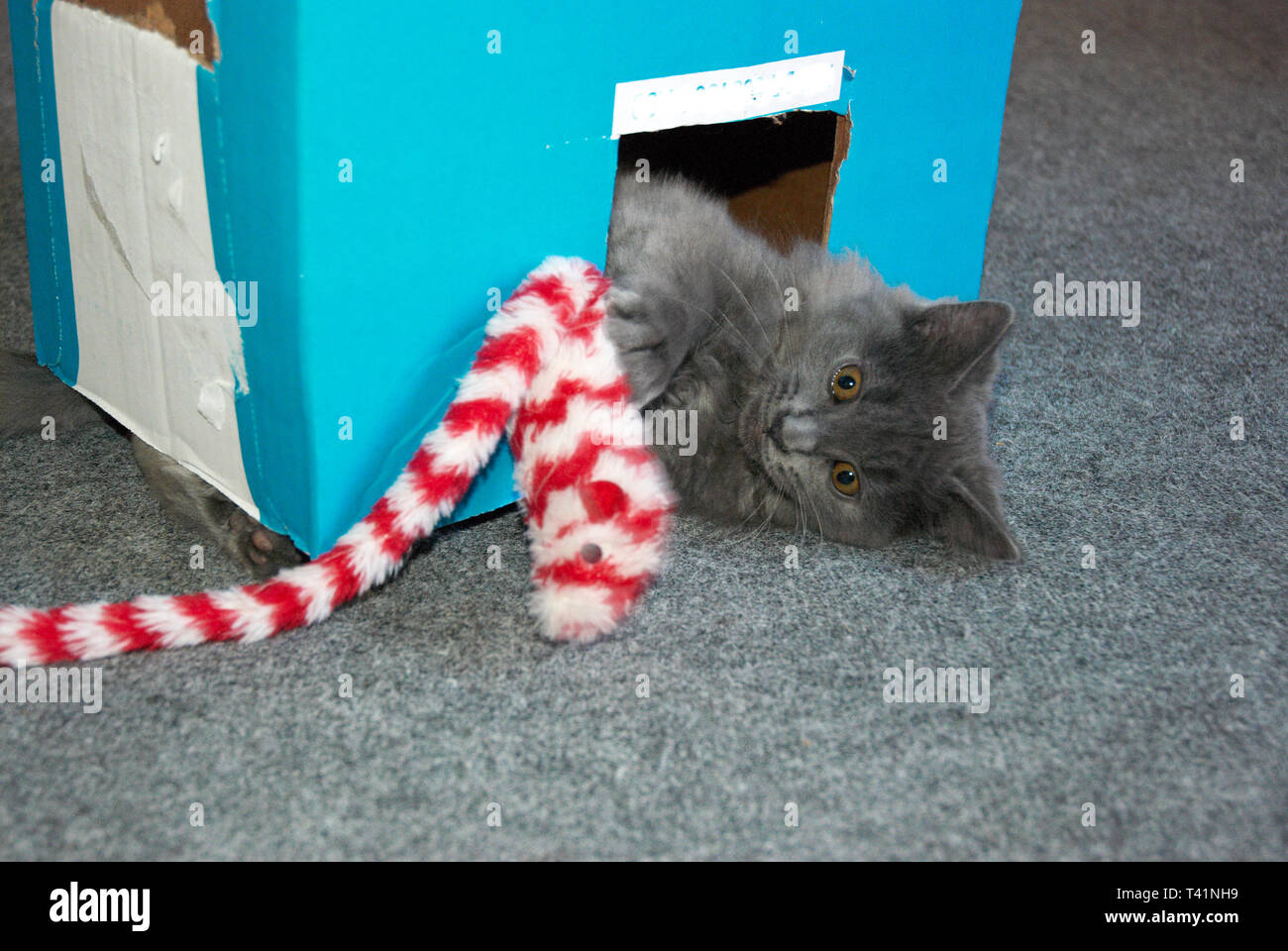 This image is showing a cat playing with his toys on a playground Stock ...