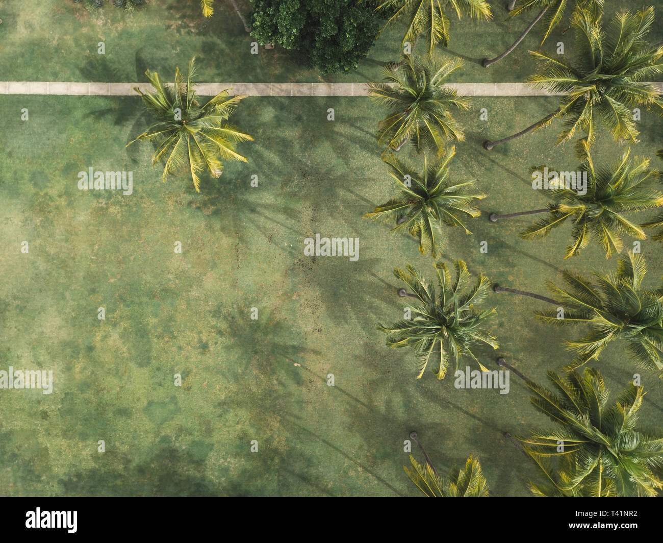 Birds eye view palm trees hi-res stock photography and images - Alamy