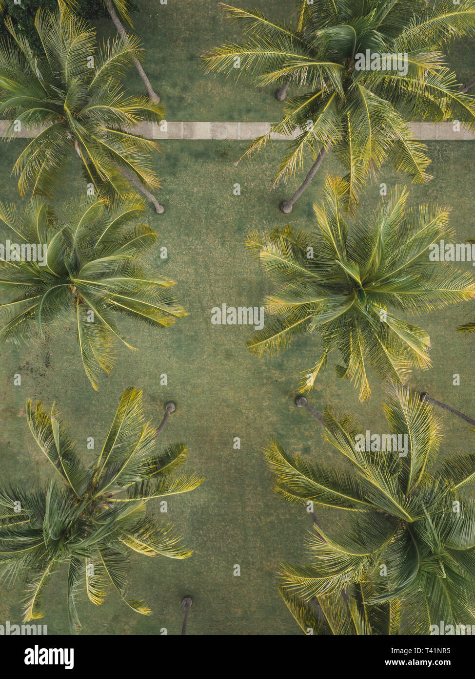 Birds eye view palm trees hi-res stock photography and images - Alamy