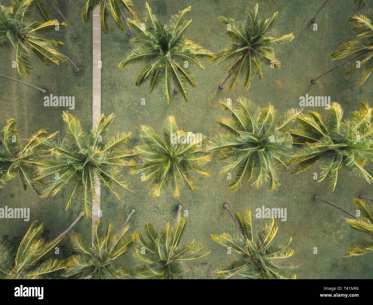 Aerial view of palms Stock Photo - Alamy