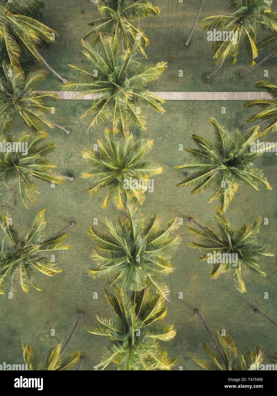 Aerial view of palms Stock Photo - Alamy