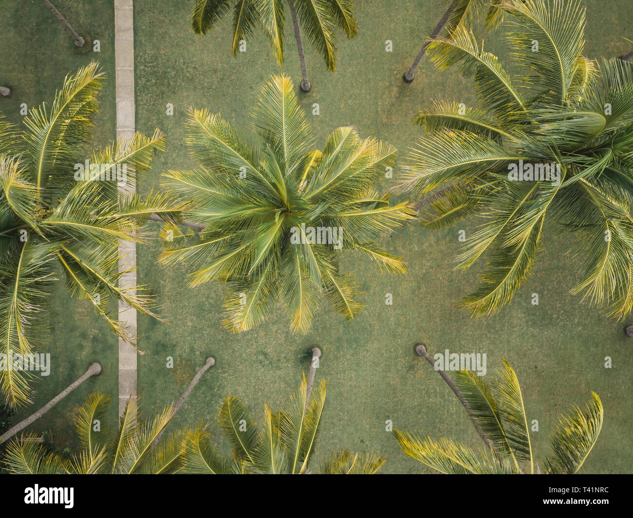 Aerial view of palms Stock Photo - Alamy
