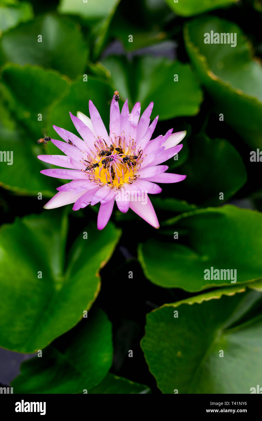 Nymphaea waterlily hi-res stock photography and images - Alamy
