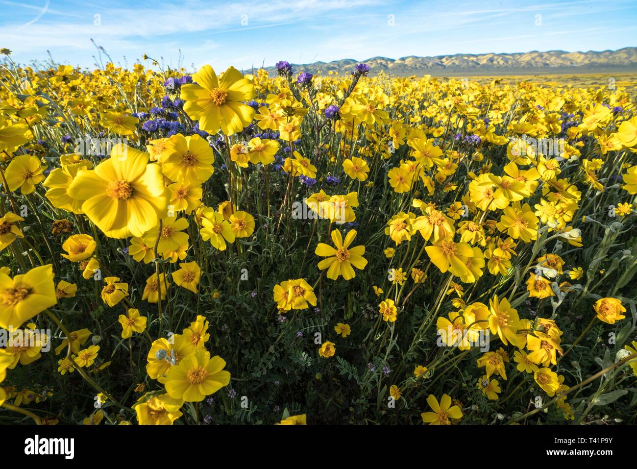 Plain of flowers hi-res stock photography and images - Alamy