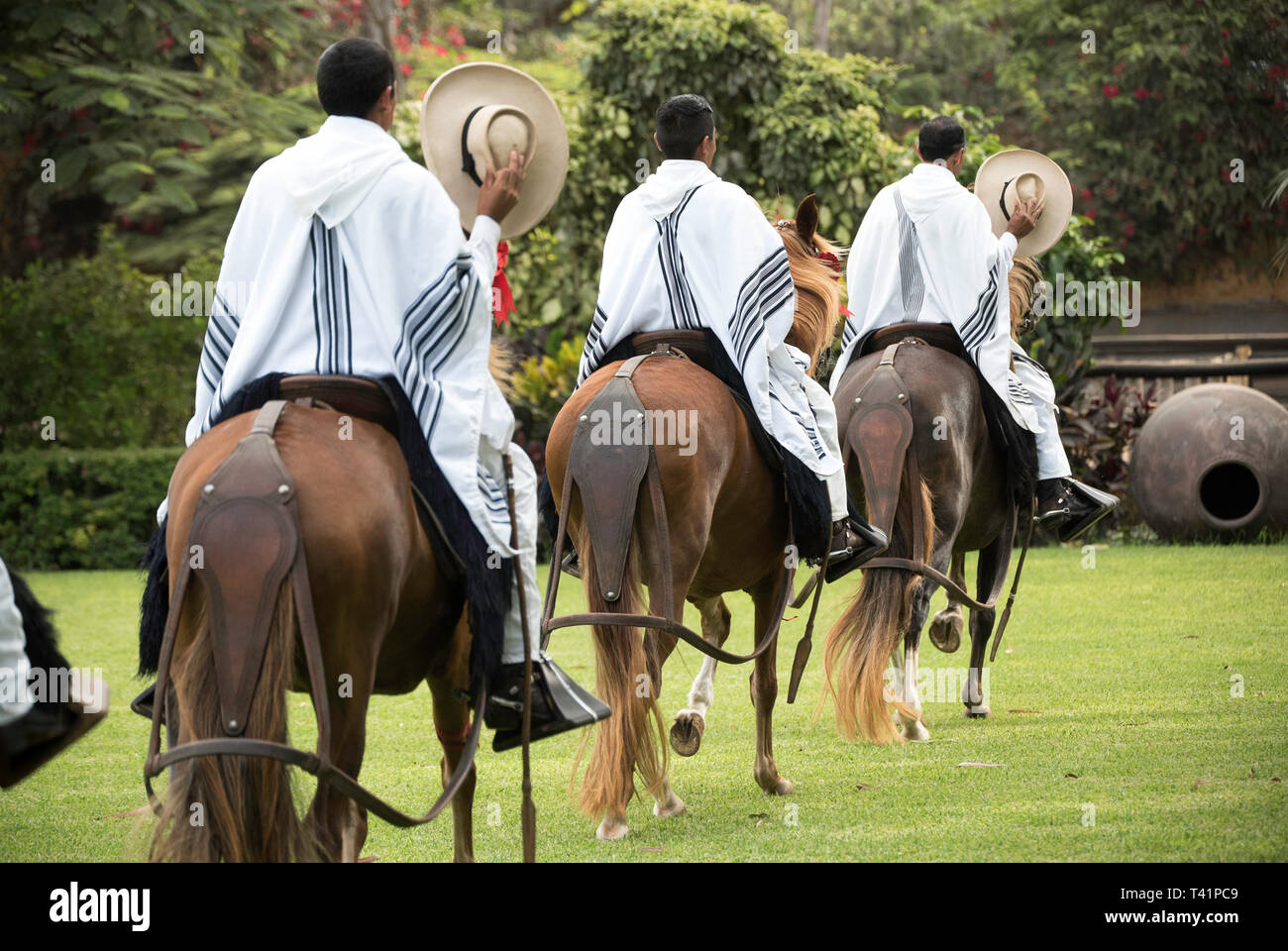 Demonstration of the Peruvian Paso horse mounted by his chalan. Peru ...