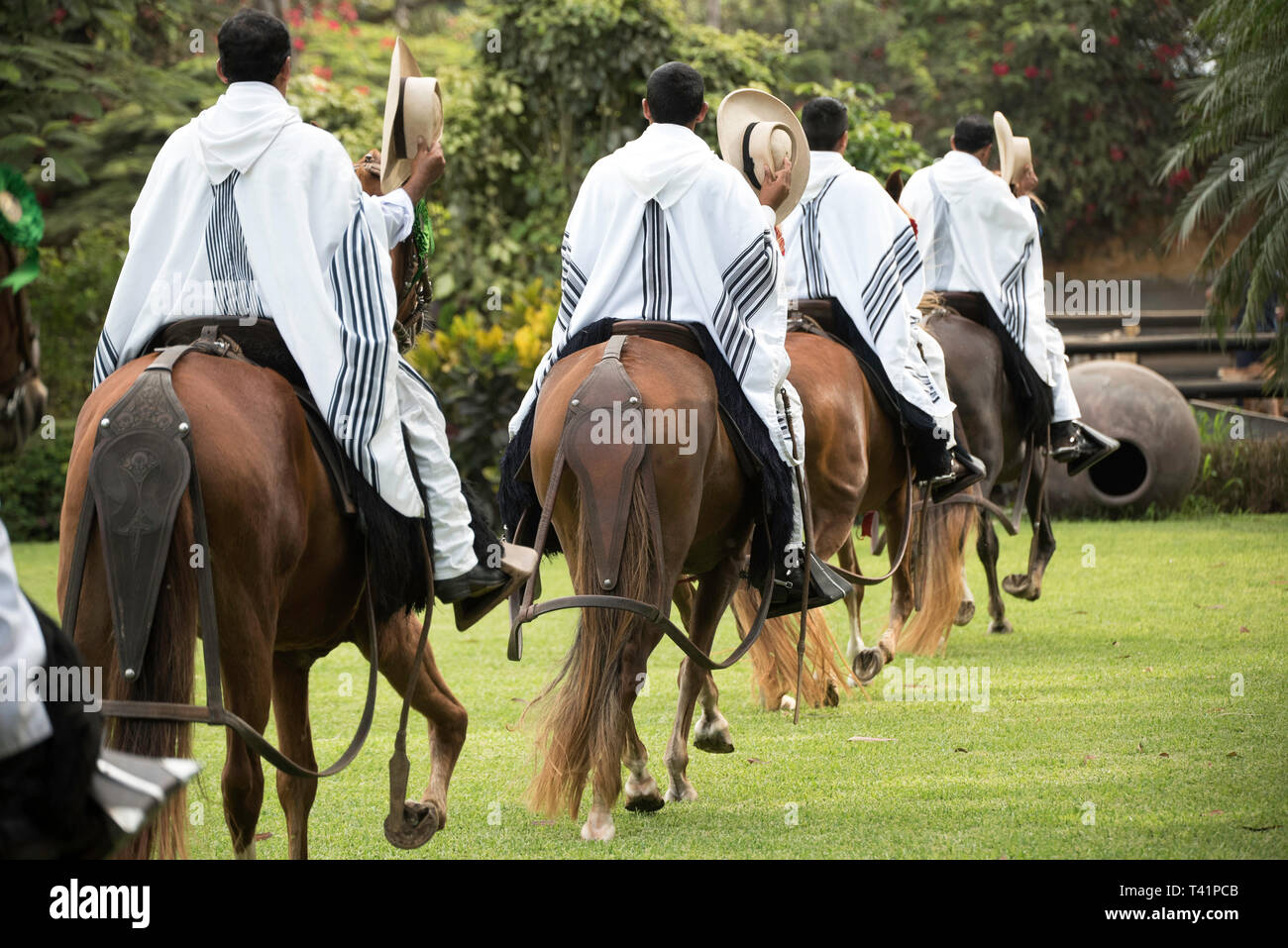 Demonstration of the Peruvian Paso horse mounted by his chalan. Peru ...