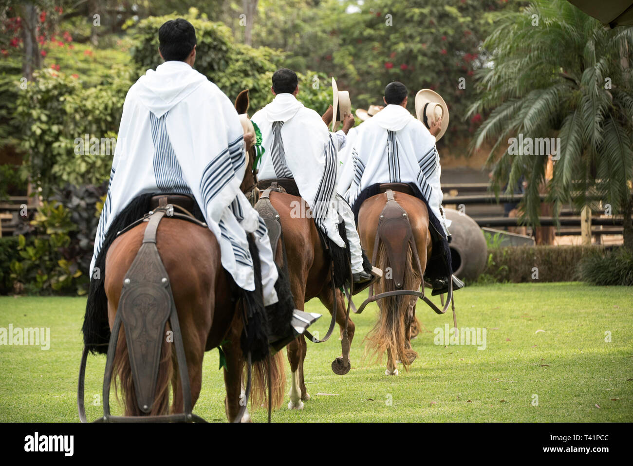 Demonstration of the Peruvian Paso horse mounted by his chalan. Peru ...