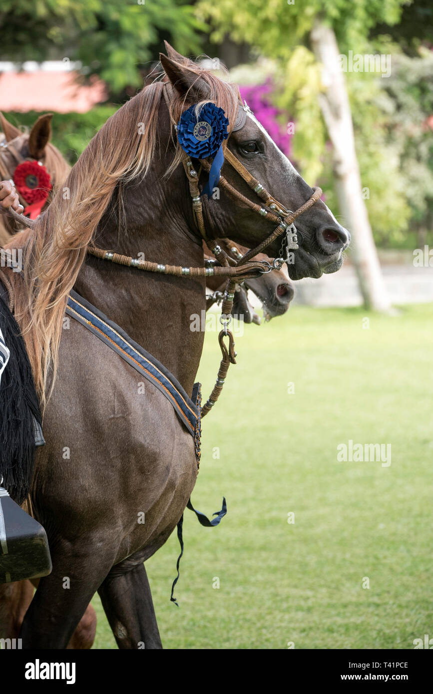 Demonstration of the Peruvian Paso horse mounted by his chalan. Peru ...