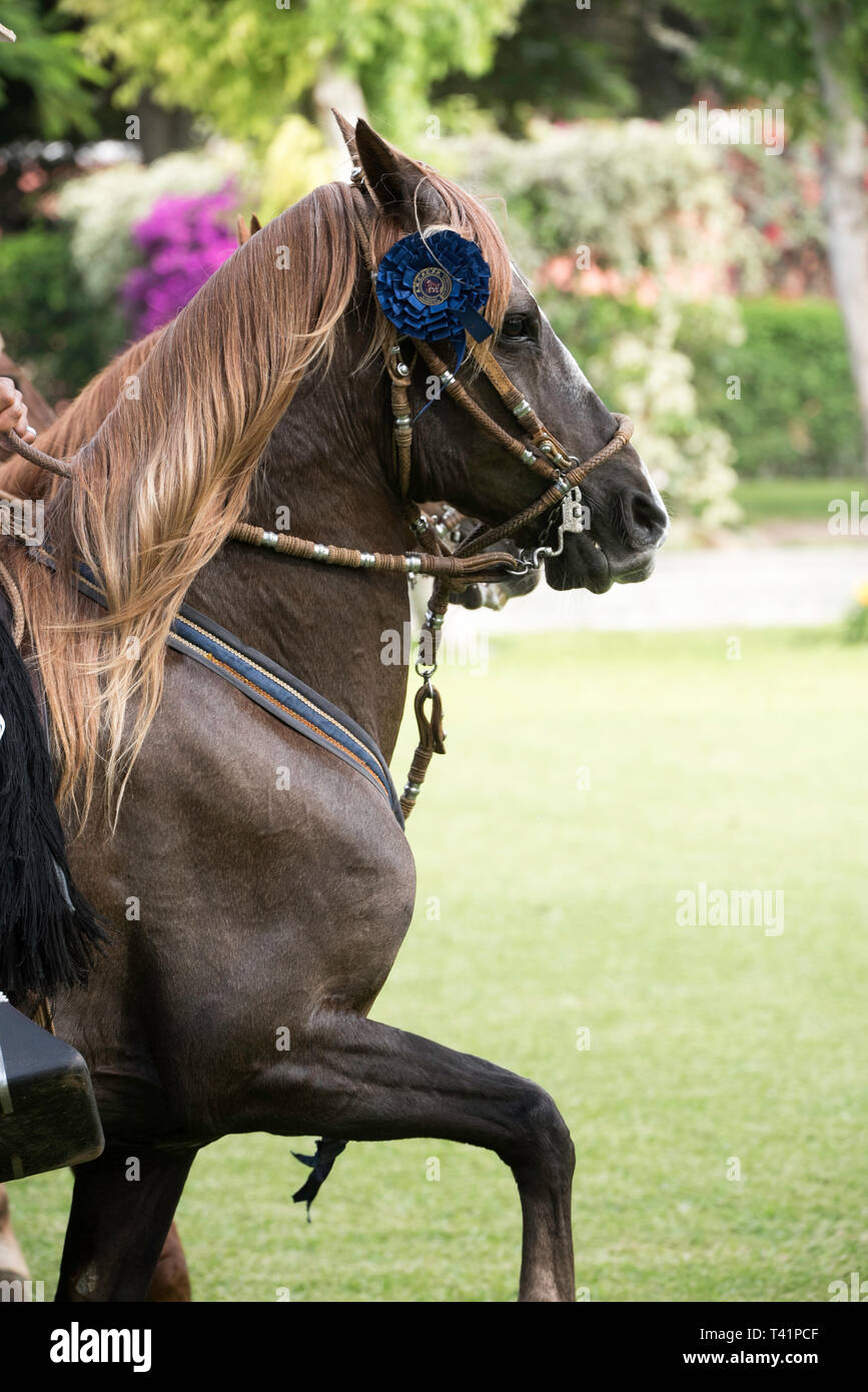 Peruvian paso hi-res stock photography and images - Alamy