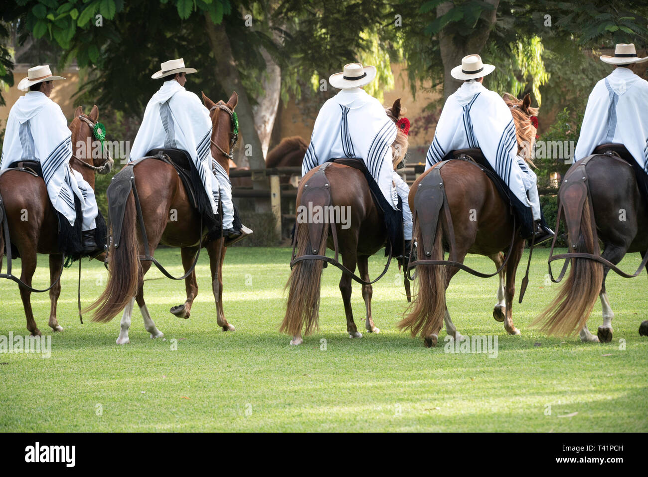 Demonstration of the Peruvian Paso horse mounted by his chalan. Peru ...