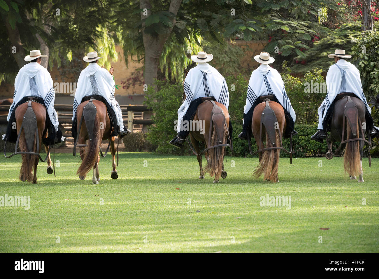 Demonstration of the Peruvian Paso horse mounted by his chalan. Peru ...